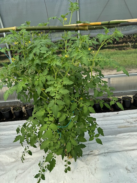 Organic Everglades Tomatoes